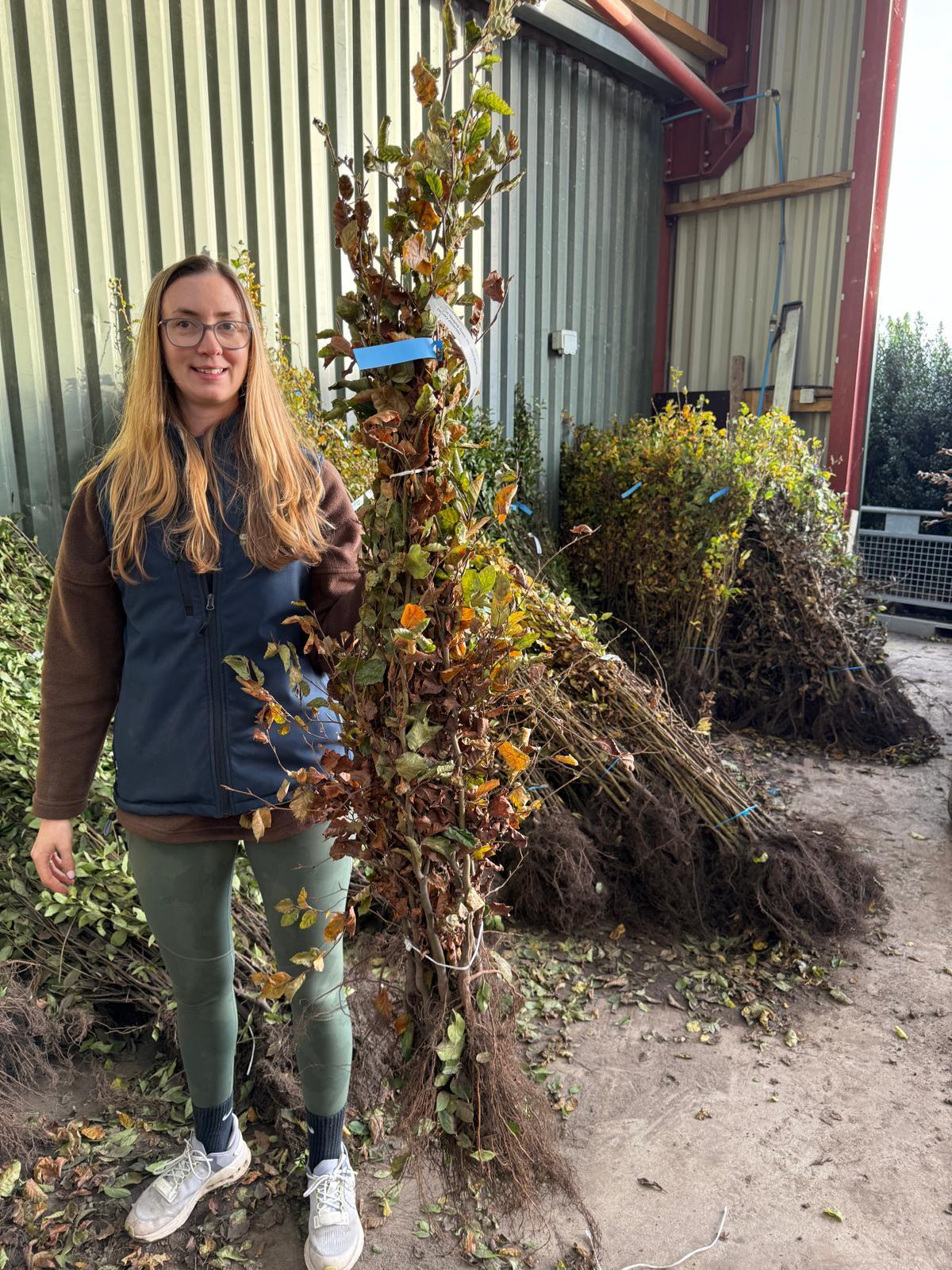 Big Deal Beech Hedging Green 100-120cm Bare Root x 200 Delivery Jan/Fe ...