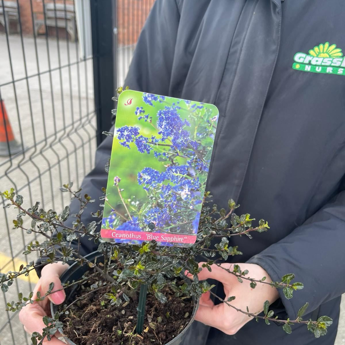 Ceanothus Blue Sapphire 2 Litre Pot — Grasslands Nursery