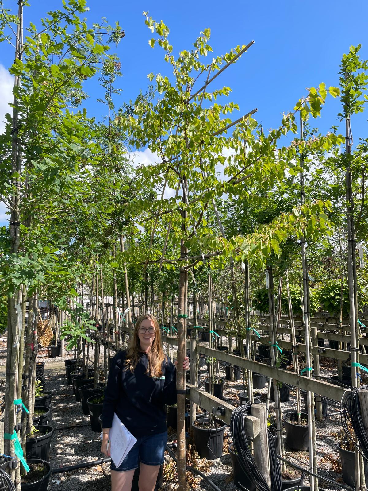 Tilia E. Pallida Pleached Espallier 180cm Stem, 120cm T x 150cm W Fram ...