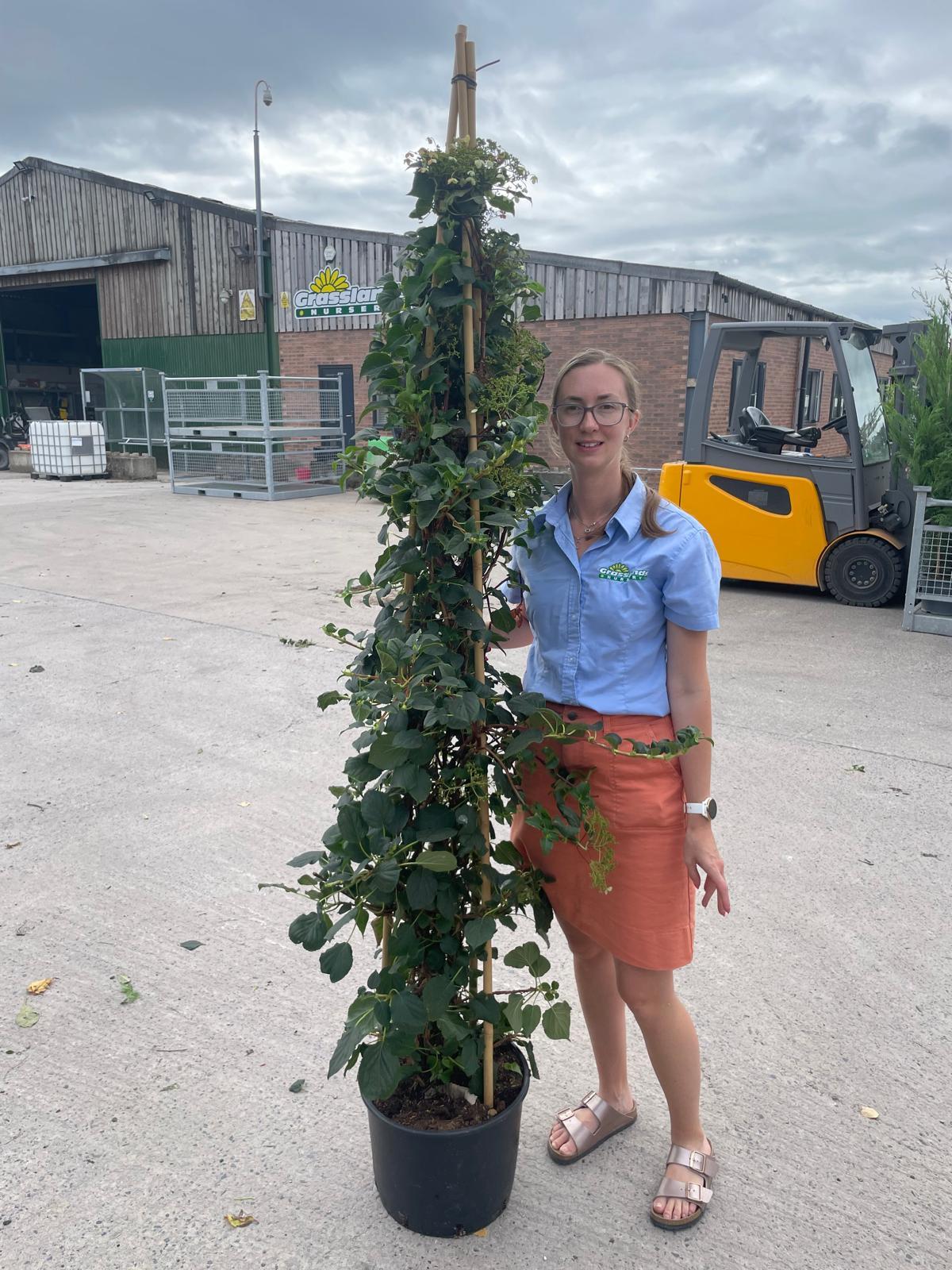 Hydrangea Petiolaris 20 Litre Pot 3 Canes 150/175cm Tall — Grasslands ...