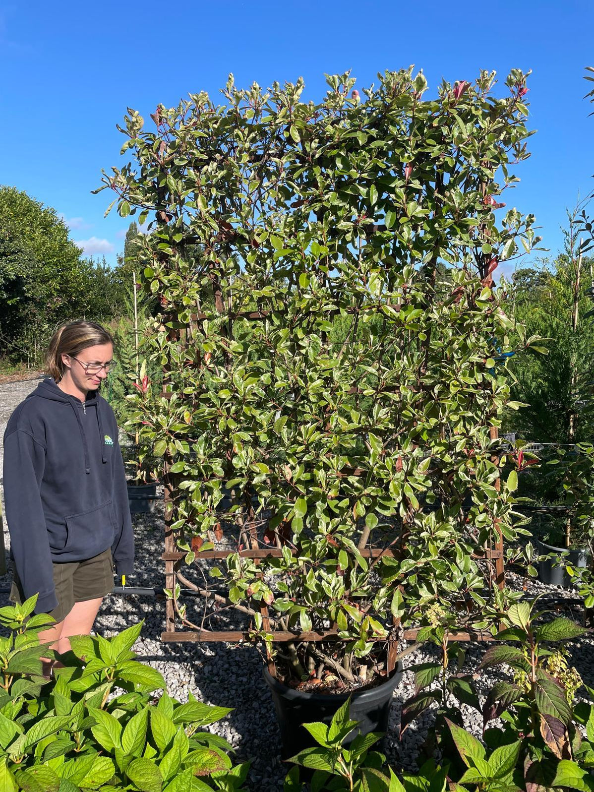 Photinia Red Robin Pleached - Established Full Frames — Grasslands Nursery