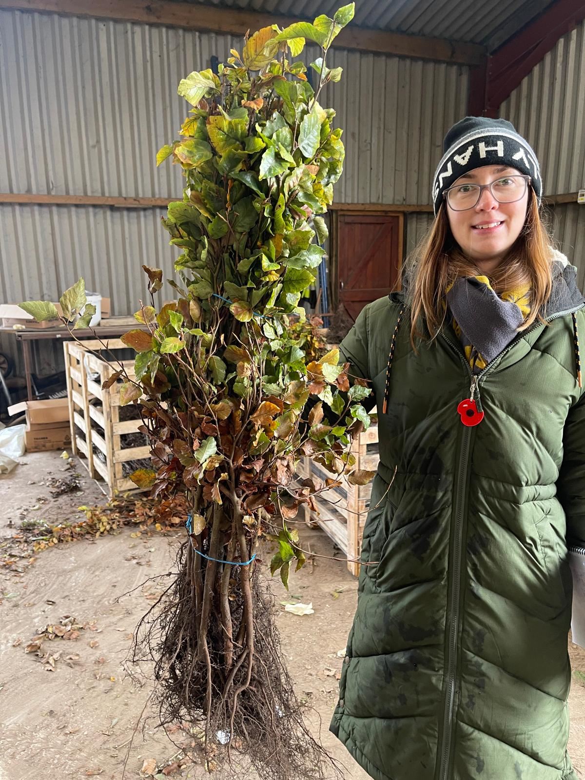 Beech Hedging Green 60-80cm Bare Root Delivery Jan/Feb — Grasslands Nursery