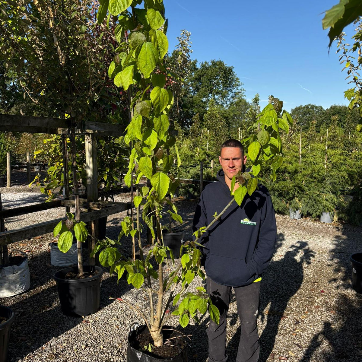 Catalpa Bignonioides Multi Stem 150/175cm Root Ball Delivery Jan/Feb ...