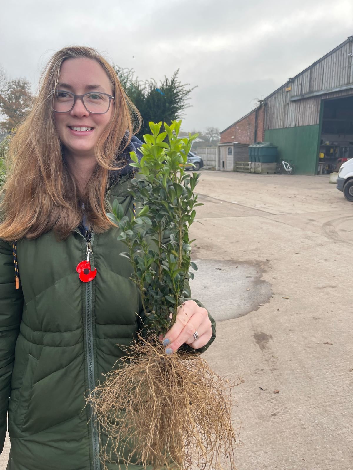 Box Hedging 25/30cm Bare Root Delivery Jan/Feb — Grasslands Nursery