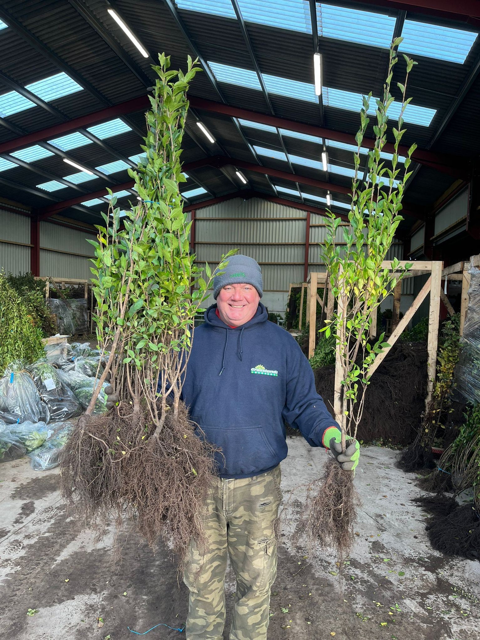 Big Deal Green Privet Bare Root 80/100cm x 200 Delivery November ...
