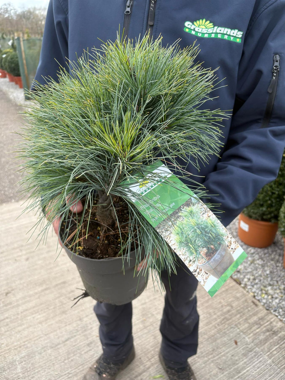Pinus Strobus Blue Shag 3.5 Litre Pot — Grasslands Nursery