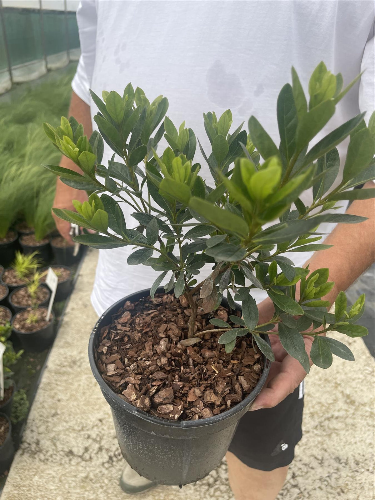 Azalea Japonica Orange Beauty 3 Litre Pot — Grasslands Nursery