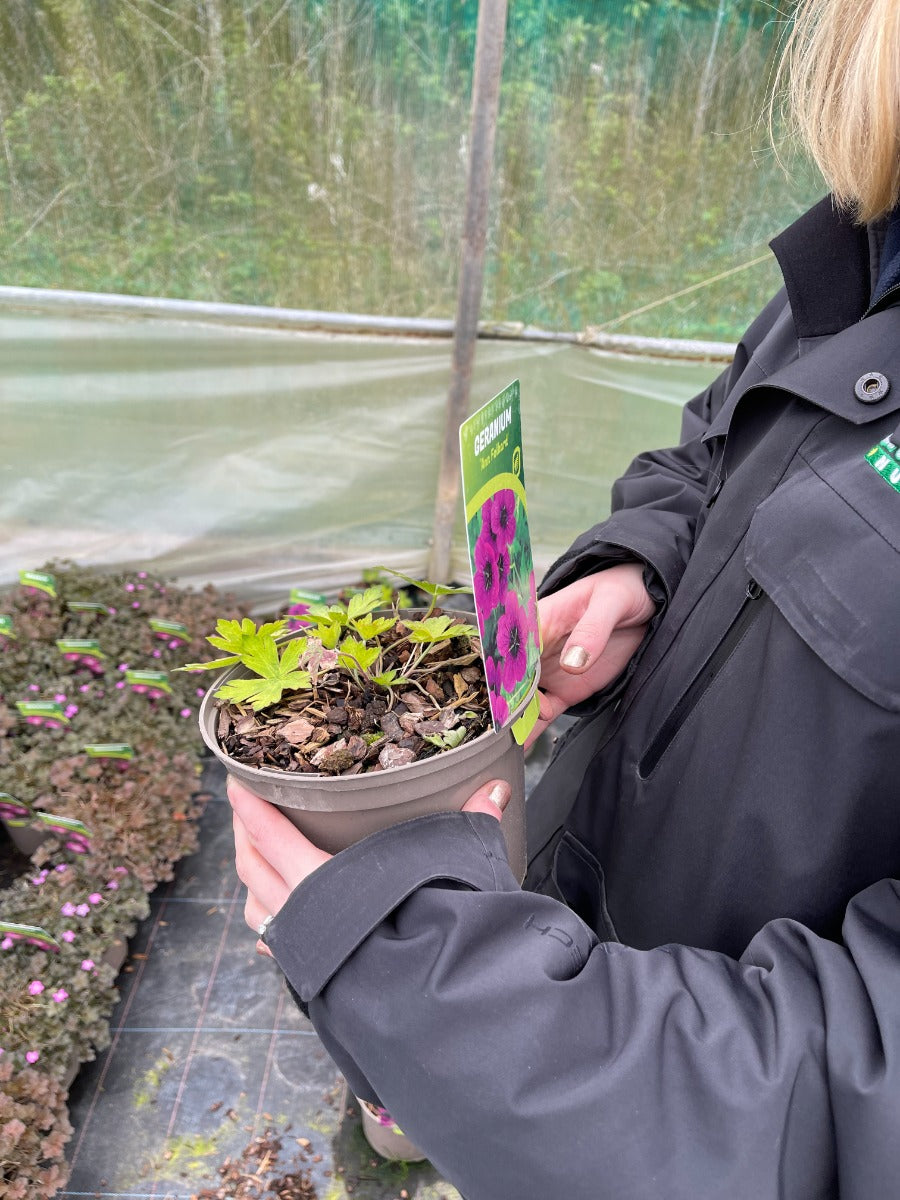 Geranium Azure Rush 2 Litre Pot — Grasslands Nursery