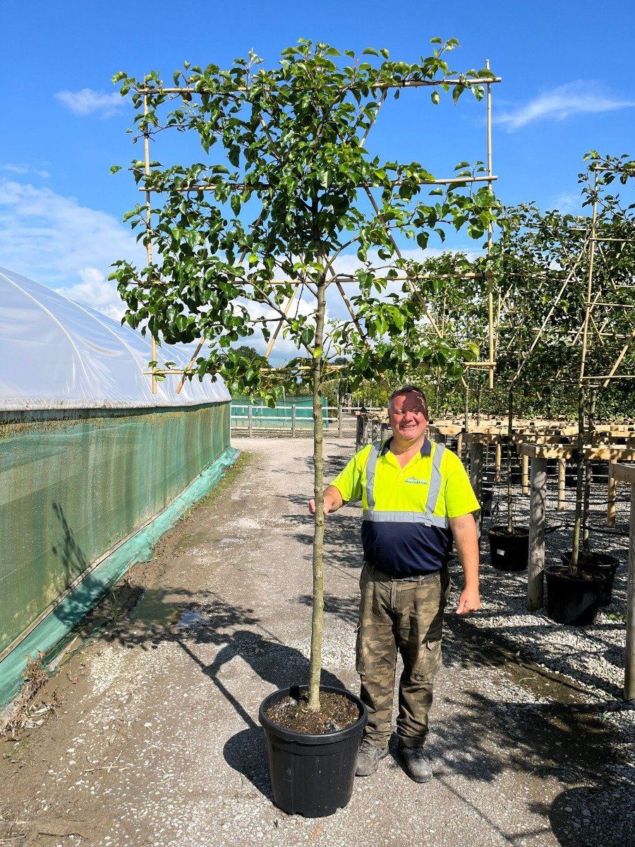 Pyrus Chanticleer Pleached Street Pear 8/10cm Girth 150 Stem ...