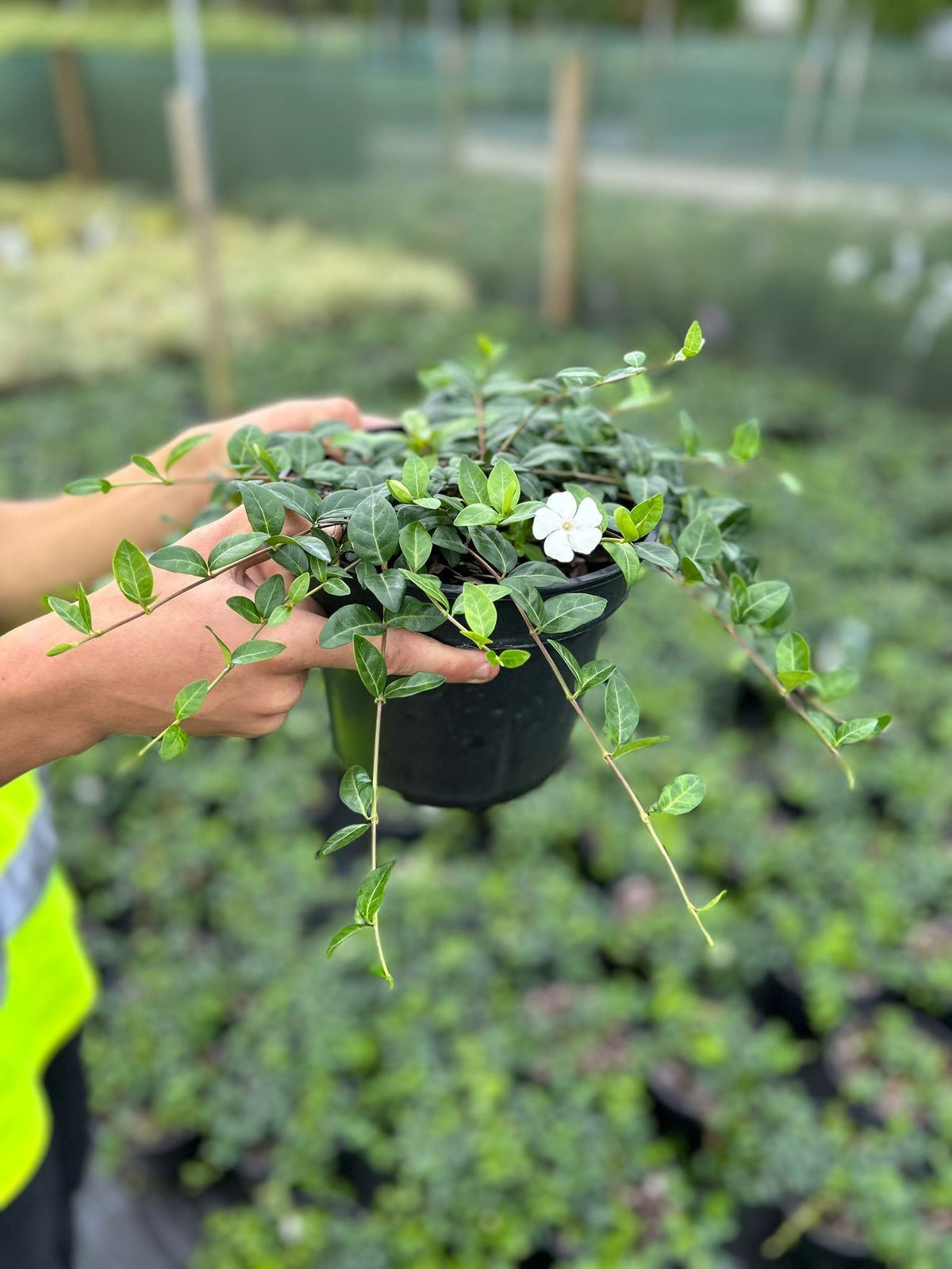 Vinca Minor Gertrude Jekyll 2 Litre Pot — Grasslands Nursery