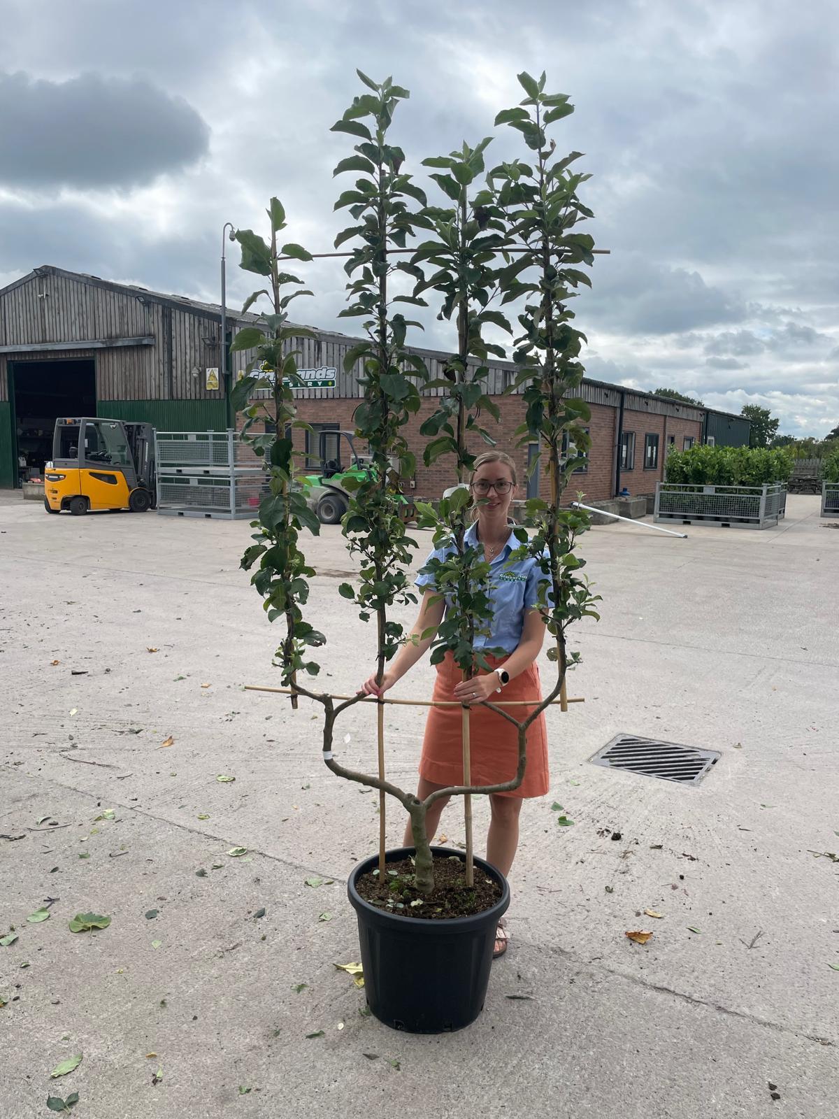 Apple Malus Elstar 50 Litre Pot Double U Frame — Grasslands Nursery