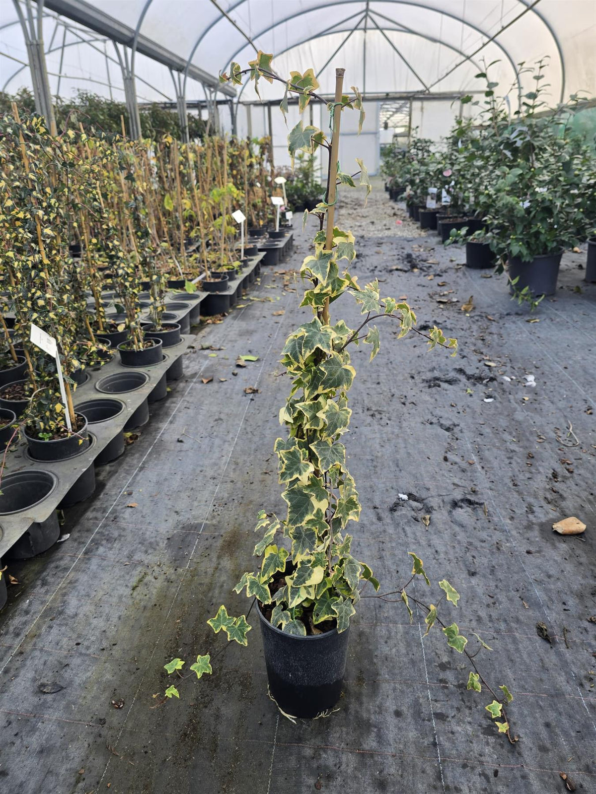 Hedera Helix Yellow Ripple 3 Litre Pot — Grasslands Nursery