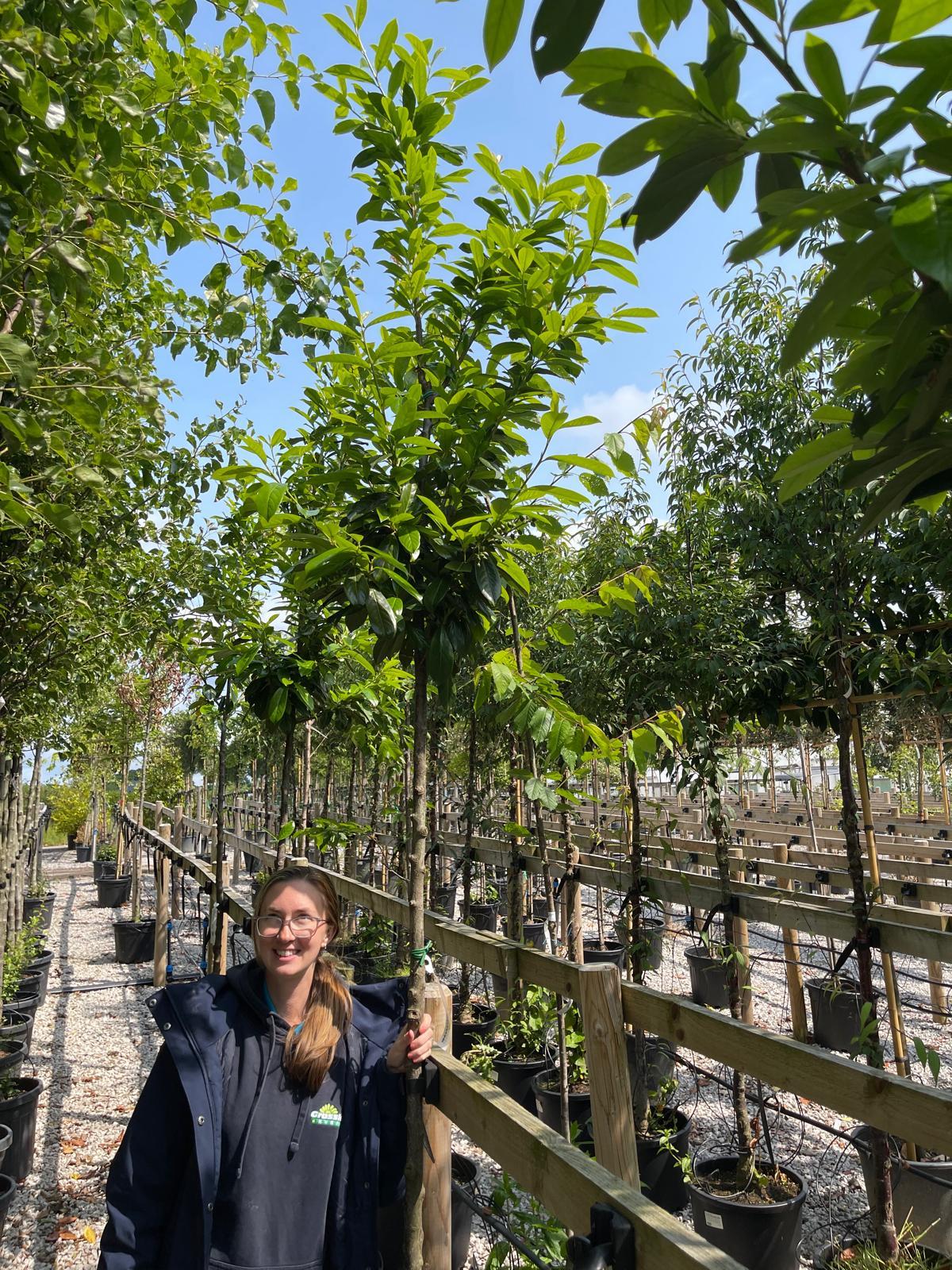 Prunus laur. Novita Cherry Laurel 150 Stem Standard 8/10cm Rootballed ...