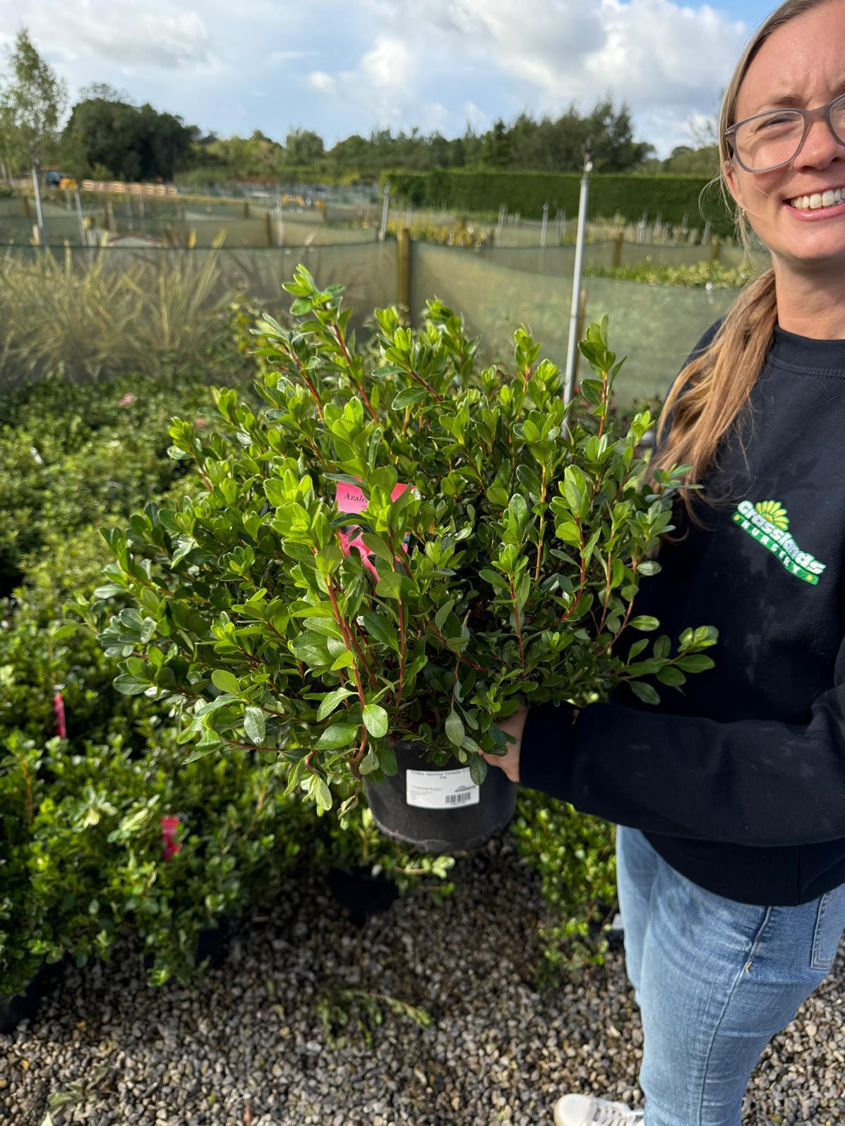 Azalea Japonica Toreador 5 Litre Pot — Grasslands Nursery