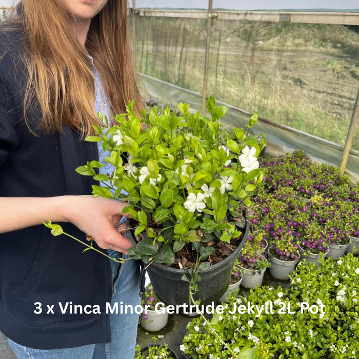 12 x Winter Flowering Border Pack — Grasslands Nursery