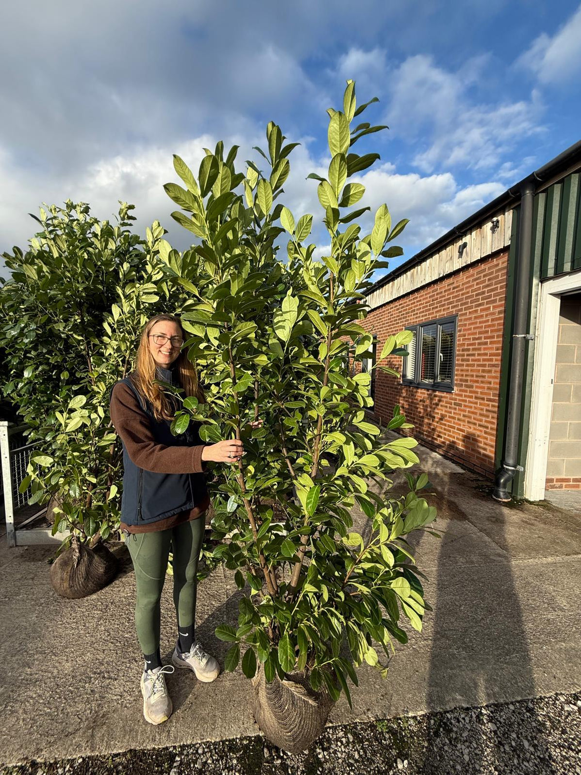 Pallet Deal Cherry Laurel Hedging 180/200cm Root Ball x 20 Delivery Ja — Grasslands Nursery