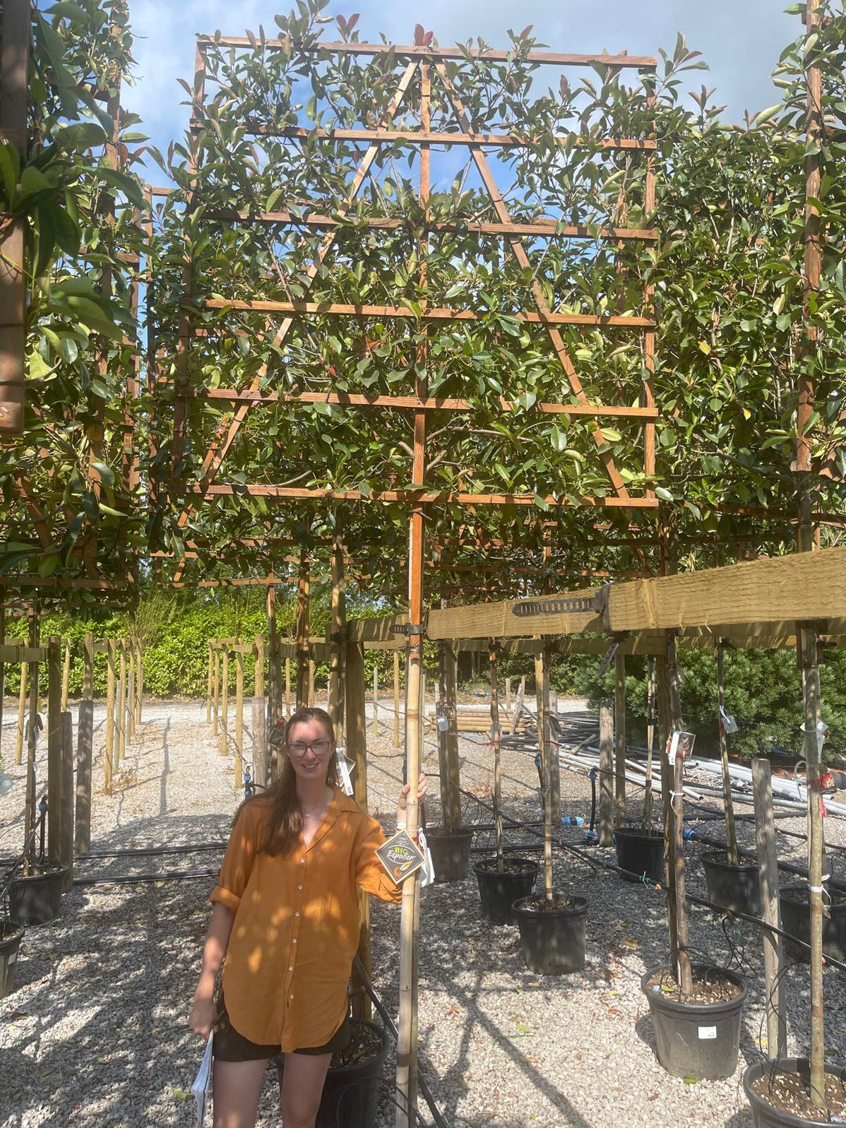 Photinia Red Robin Pleached - Established Full Frames — Grasslands Nursery