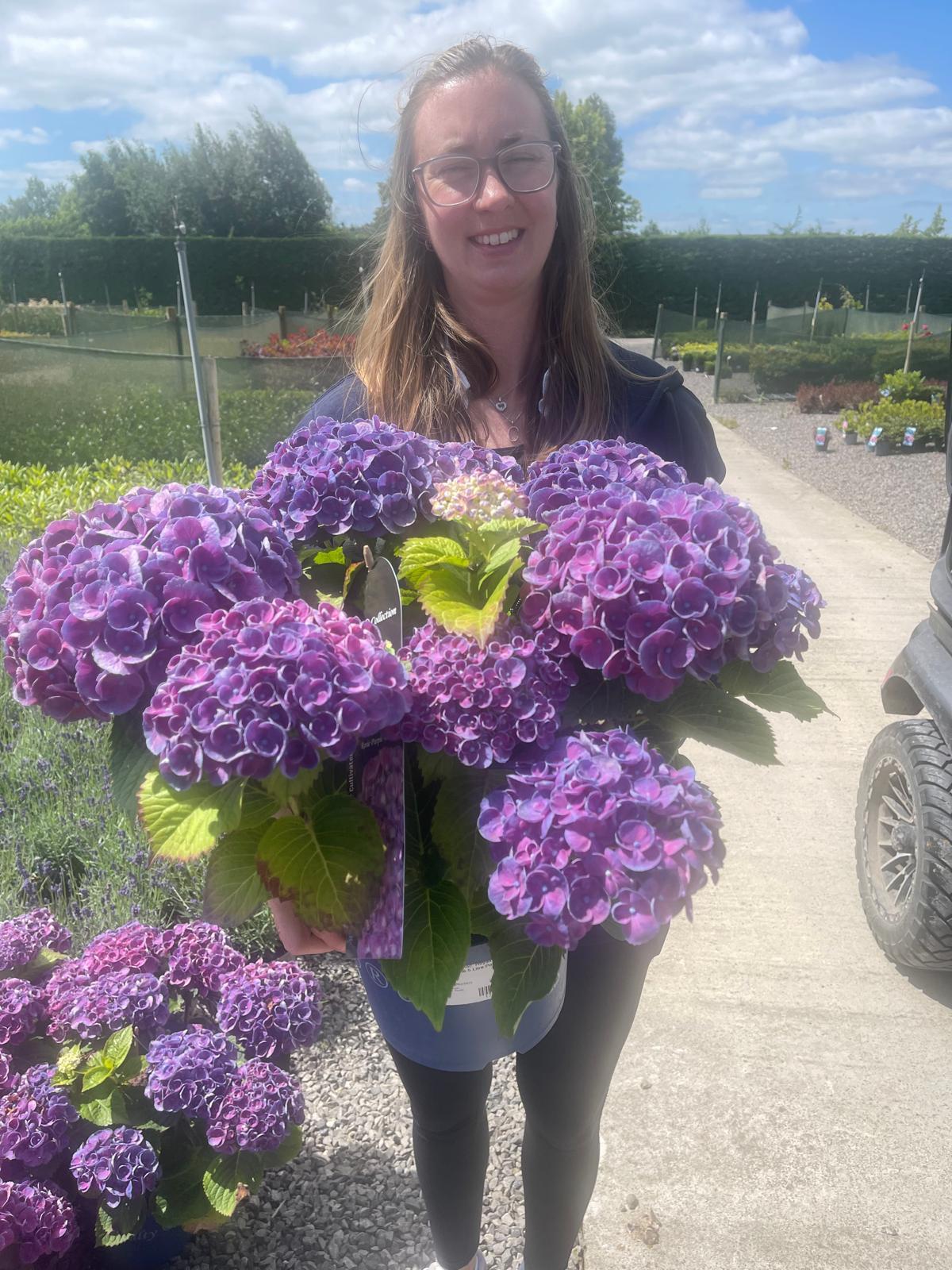 Hydrangea Mac. Royalty Rosie Purple 5 Litre Pot — Grasslands Nursery