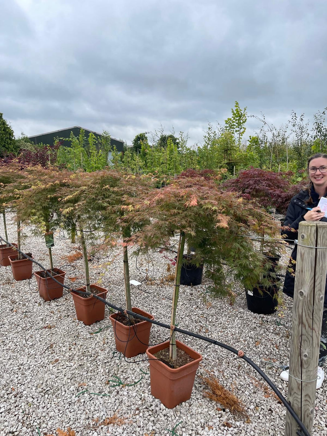 Acer palmatum Emerald Lace 18 Litre Pot 1/2 Standard — Grasslands Nursery