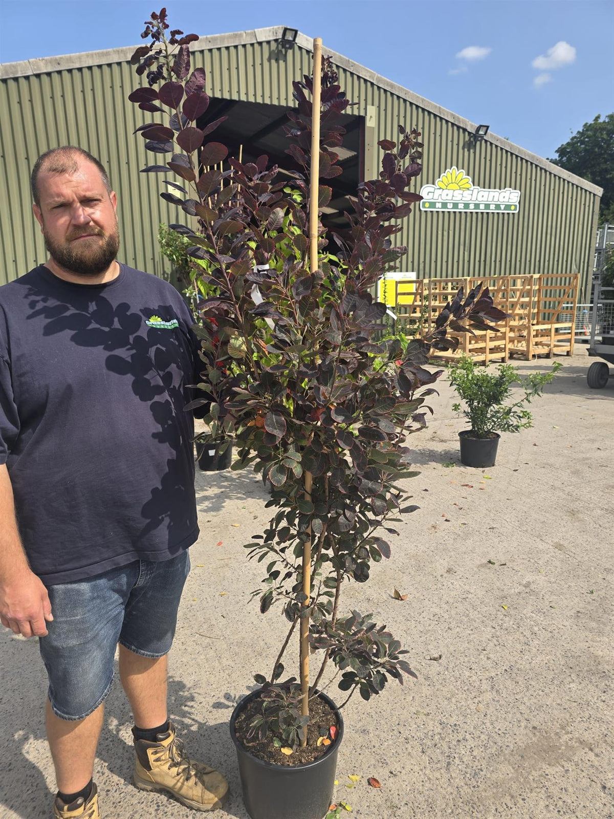 Cotinus cog. Royal Purple 20 Litre 125/150cm — Grasslands Nursery