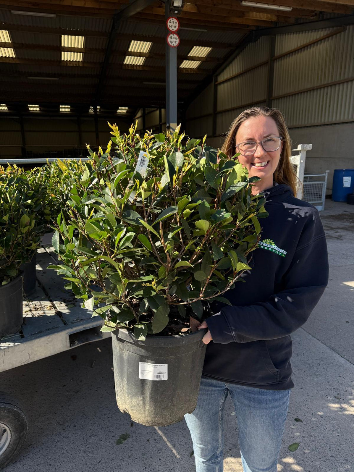Photinia Red Robin Topiary Ball 50-60cm 18 Litre Pot — Grasslands Nursery