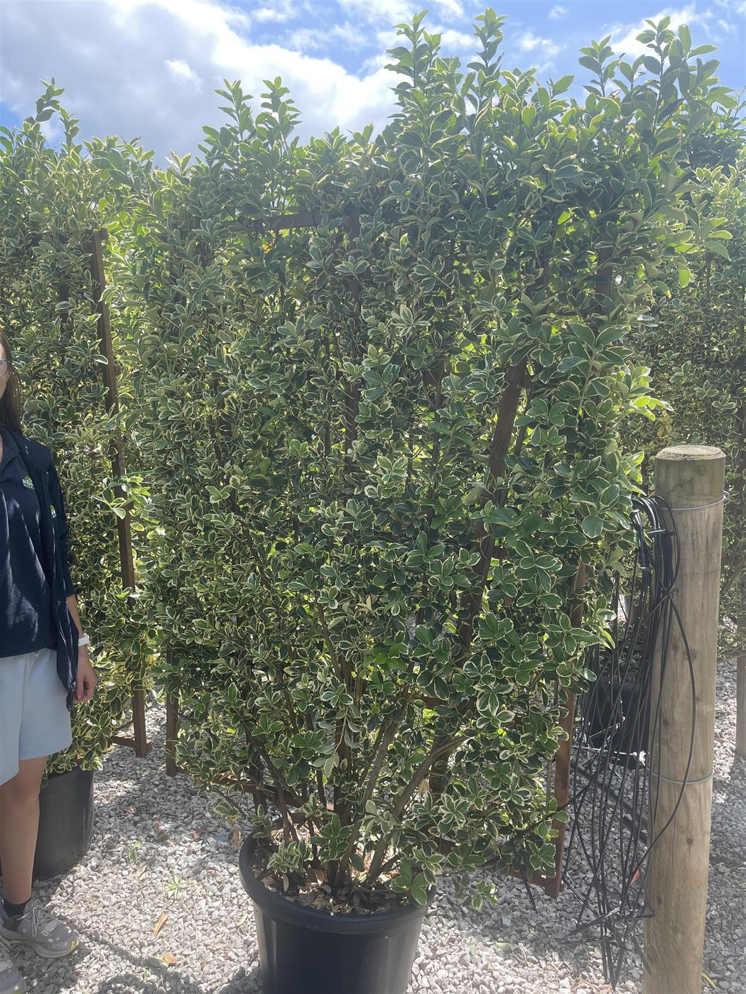 Euonymus japonicus Pleached Bravo Wall Frame 160 x 110cm — Grasslands ...
