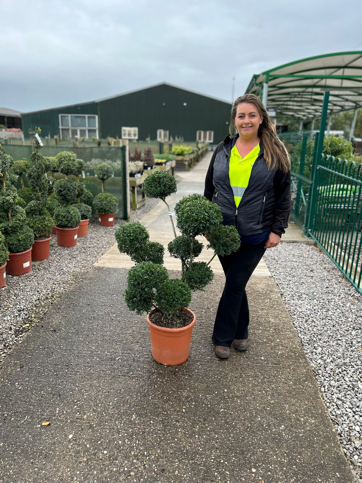 Ilex Crenata Glorie Gem Pom Pom 18 litre Pot — Grasslands Nursery