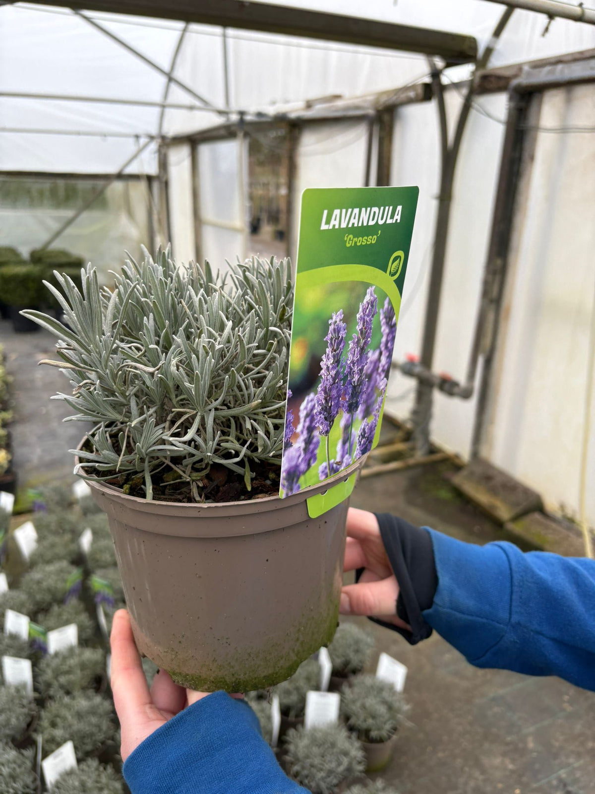 Lavender Grosso 5 Litre Pot — Grasslands Nursery