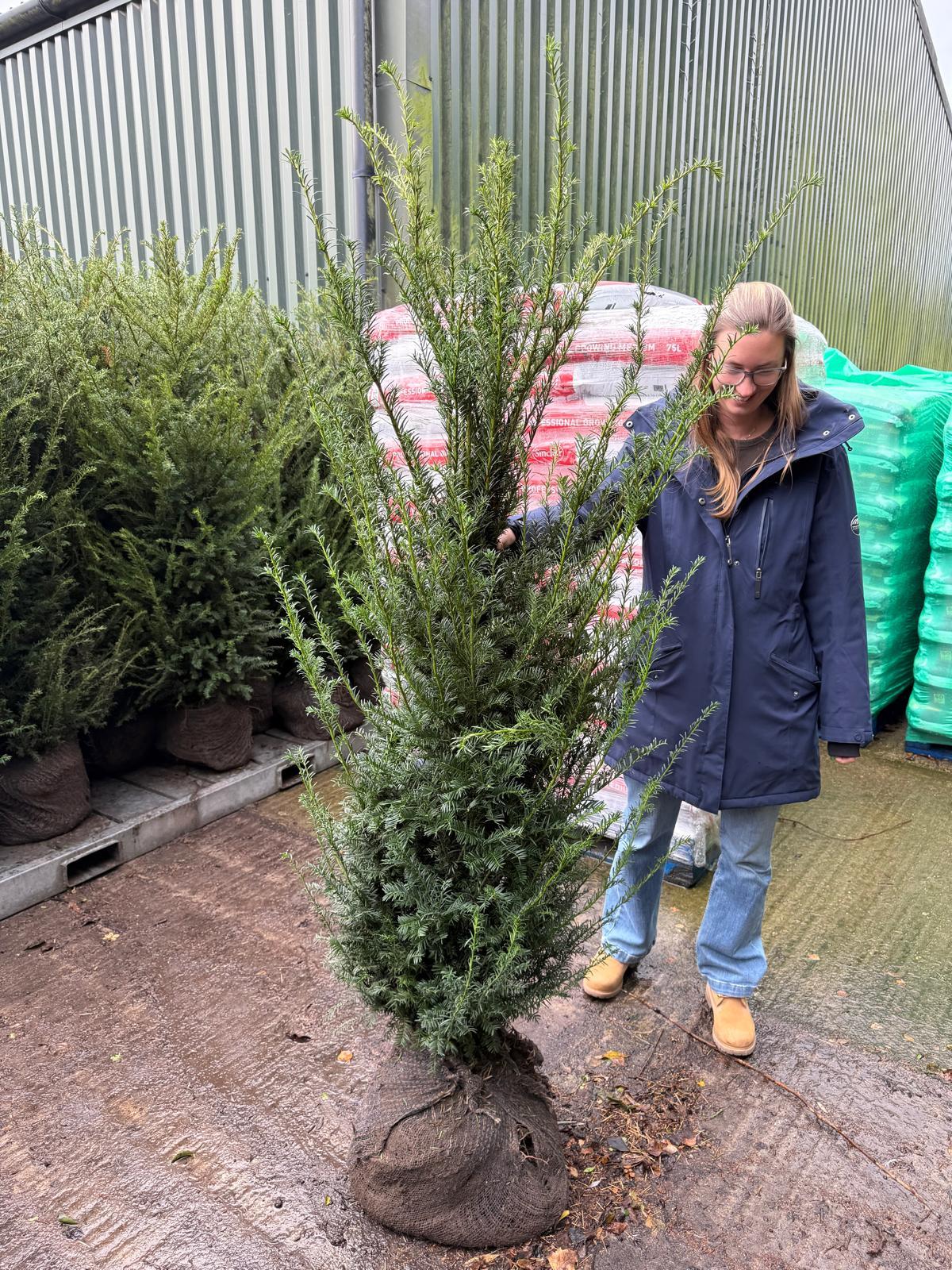 Yew Hedging 140-160cm Root Ball — Grasslands Nursery