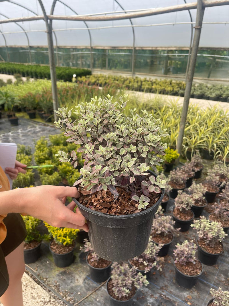 Pittosporum Tenu. Bannow Bay 3 Litre Pot — Grasslands Nursery