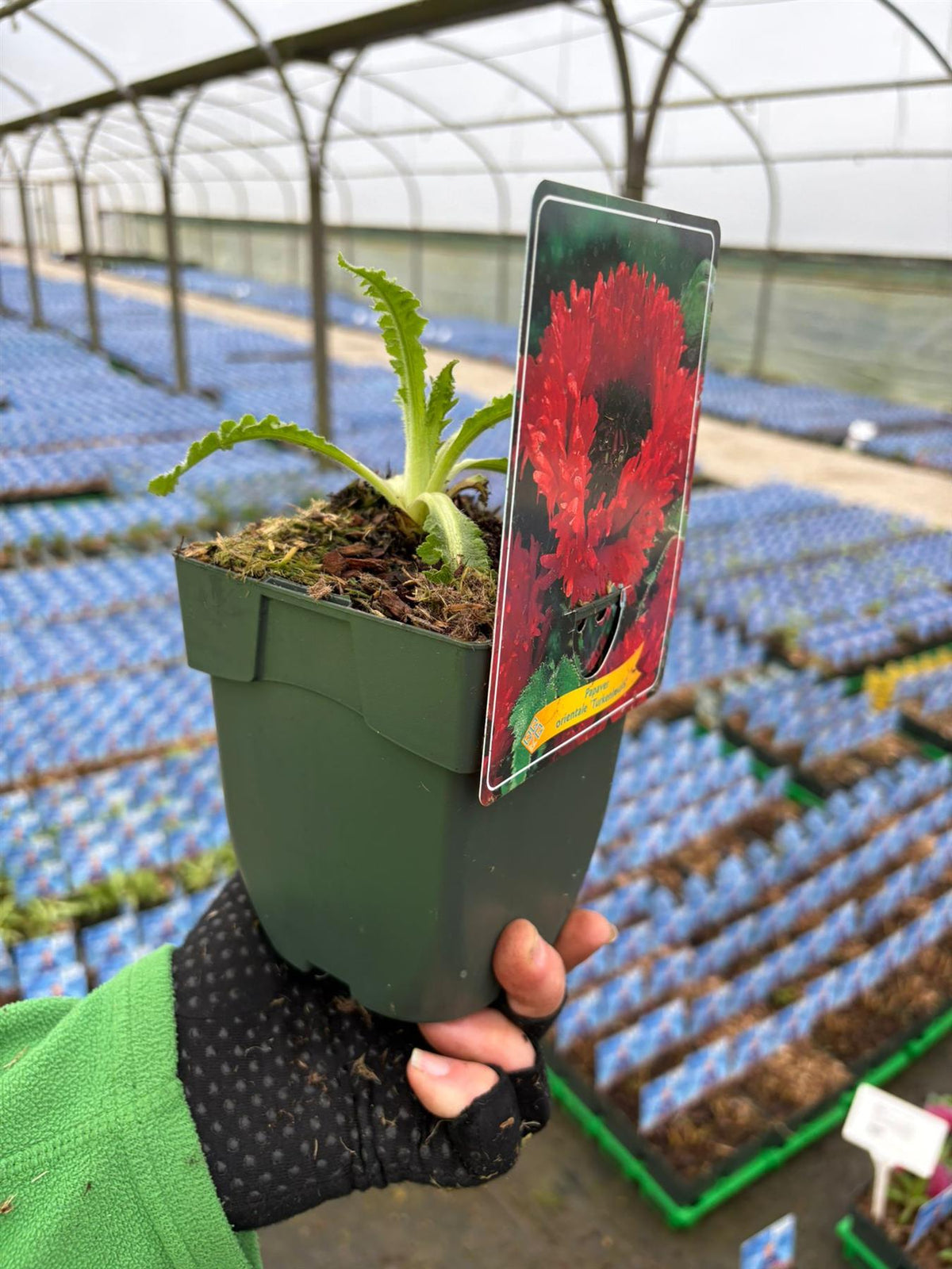 Papaver Tuerkenlouis 11cm Pot — Grasslands Nursery