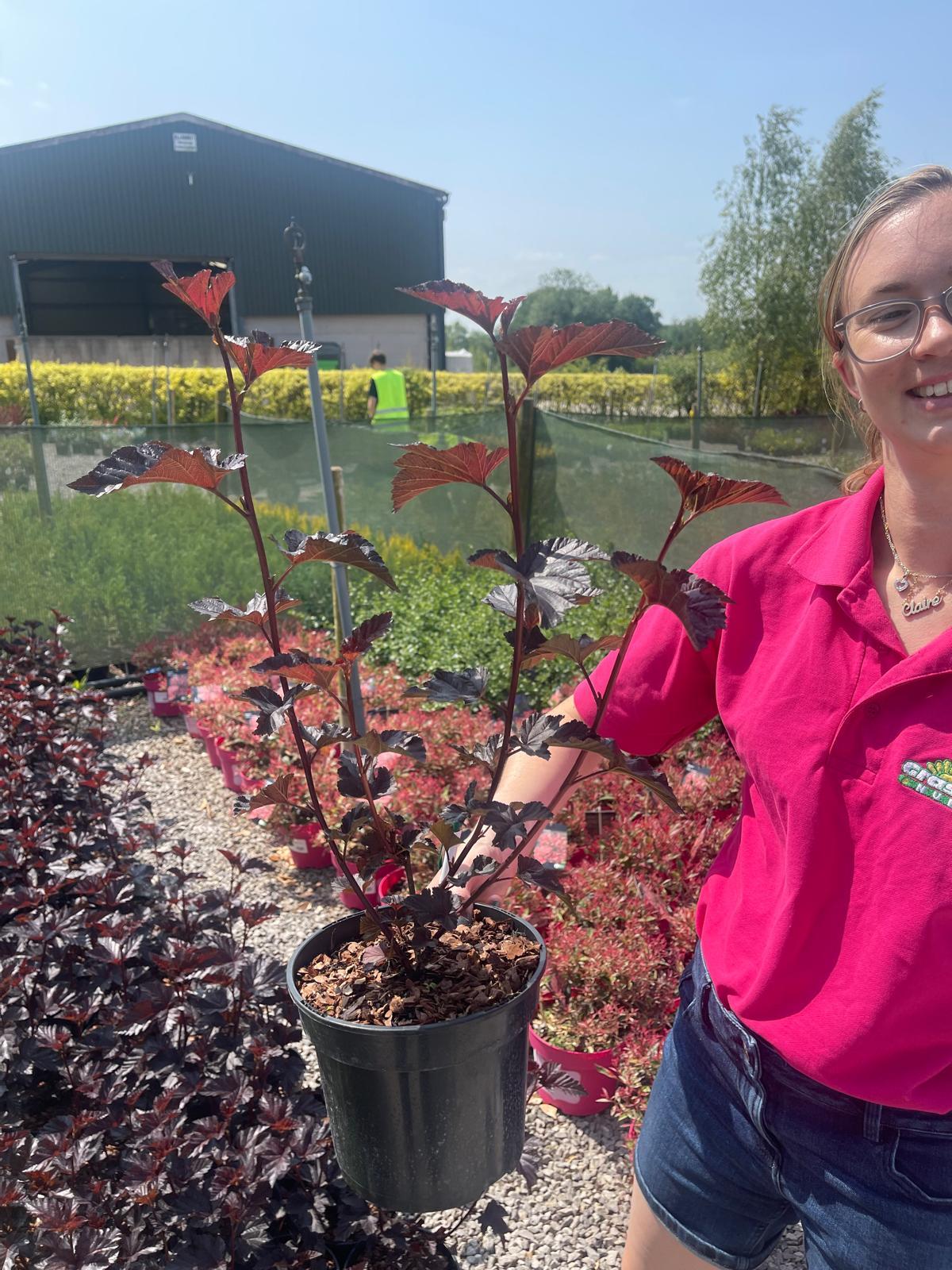 Physocarpus Opuli. Midnight 3 Litre Pot — Grasslands Nursery