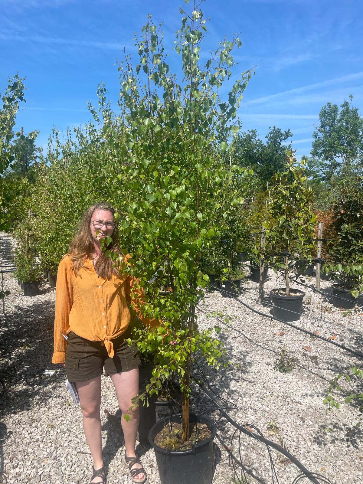 Betula Pendula 30 Litre Pot Multi Stem 200/250cm — Grasslands Nursery