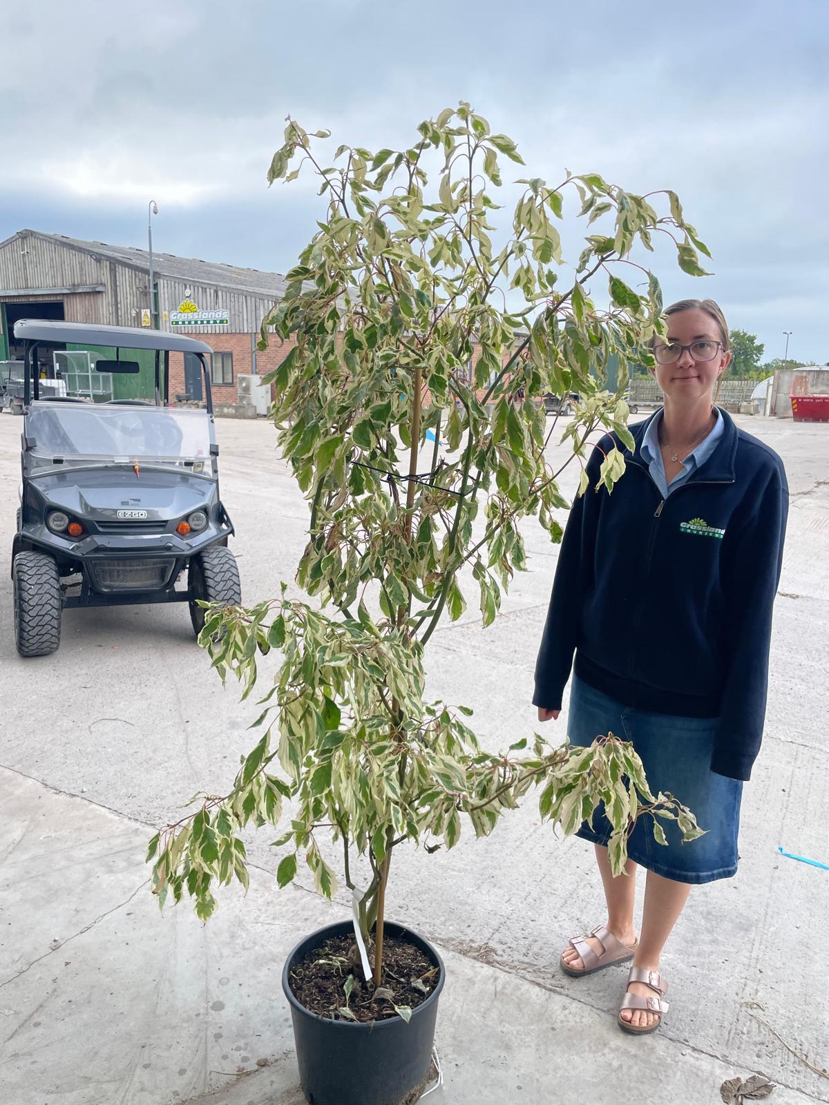Cornus controversa Variegata 20 Litre Pot 175/200cm Tall — Grasslands ...