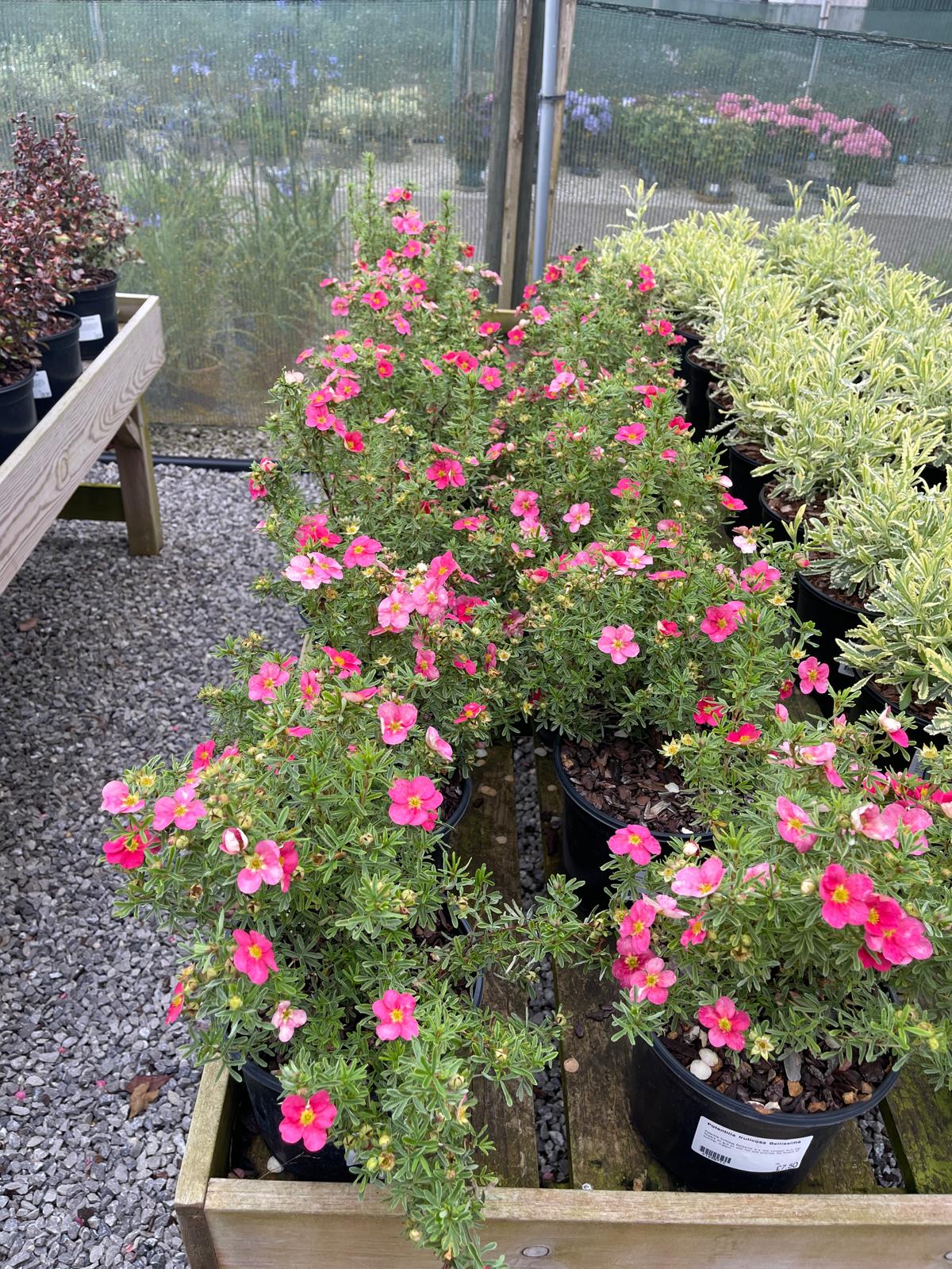 Potentilla fruticosa Bellissima 3 Litre Pot — Grasslands Nursery