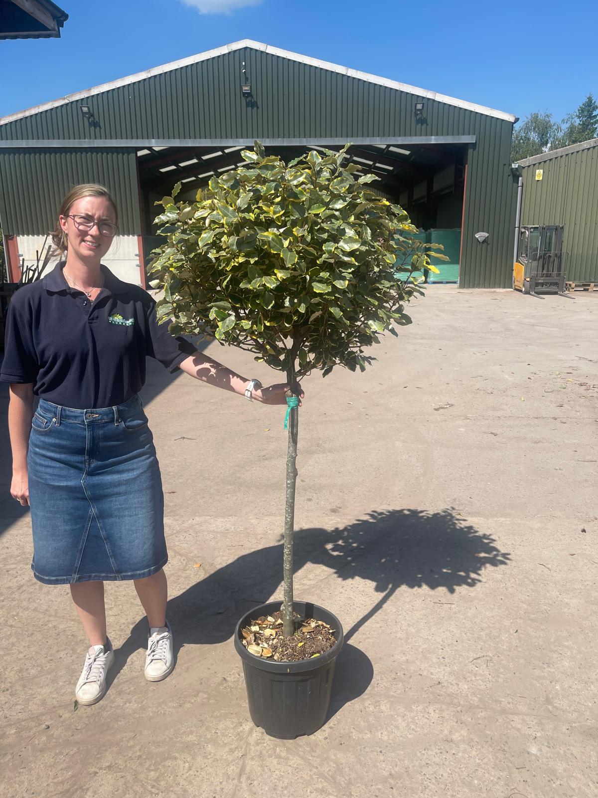 Elaeagnus x Vivileg Half Standard 25 Litre Pot 60/70cm Head ...