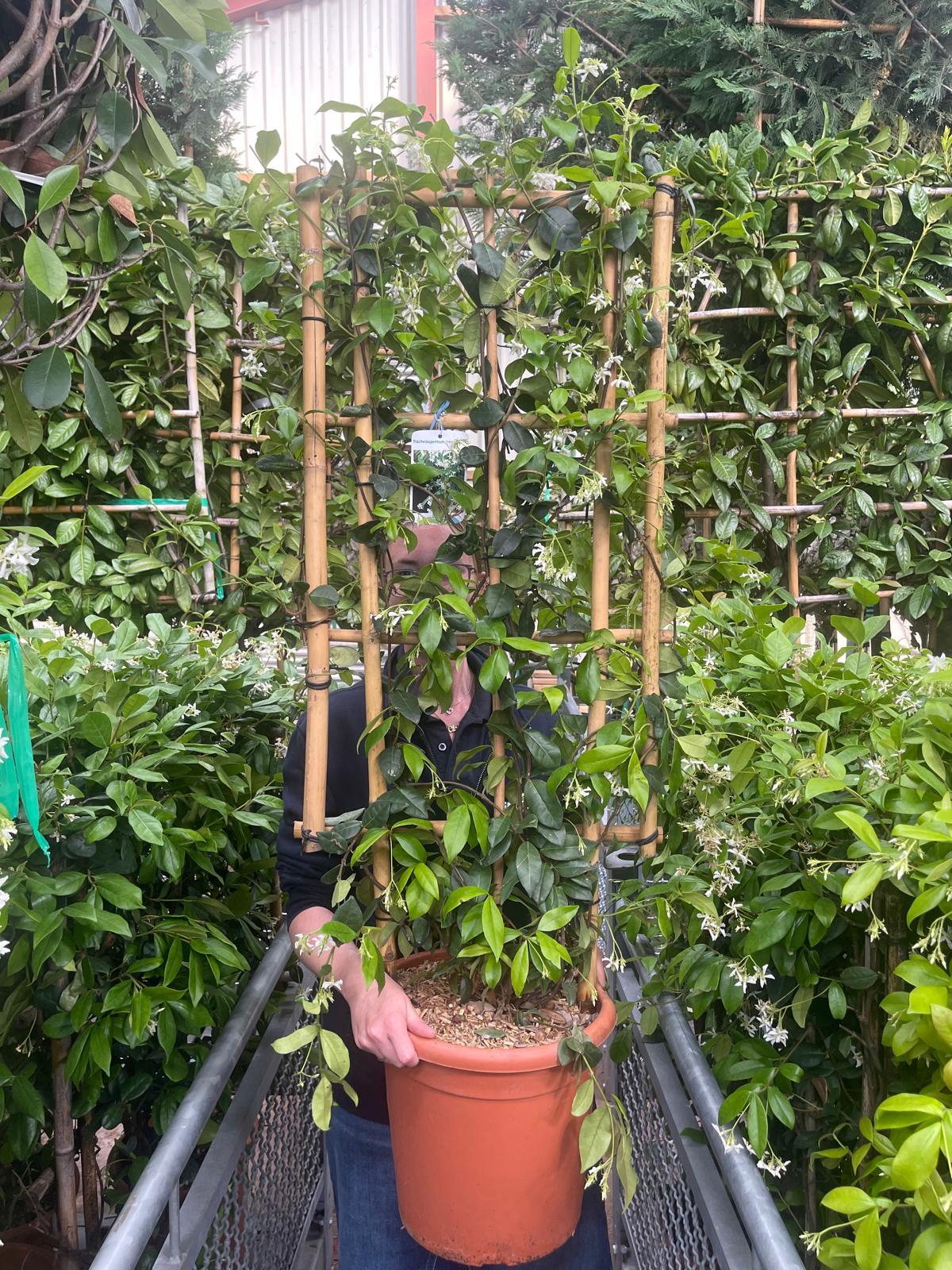 Trachelospermum Jasminoides Pleached Wall Frame 100cm H x 50cm W ...