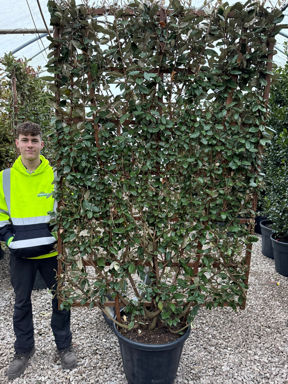Elaeagnus Ebbingei Pleached Frame 200 x 130cm — Grasslands Nursery