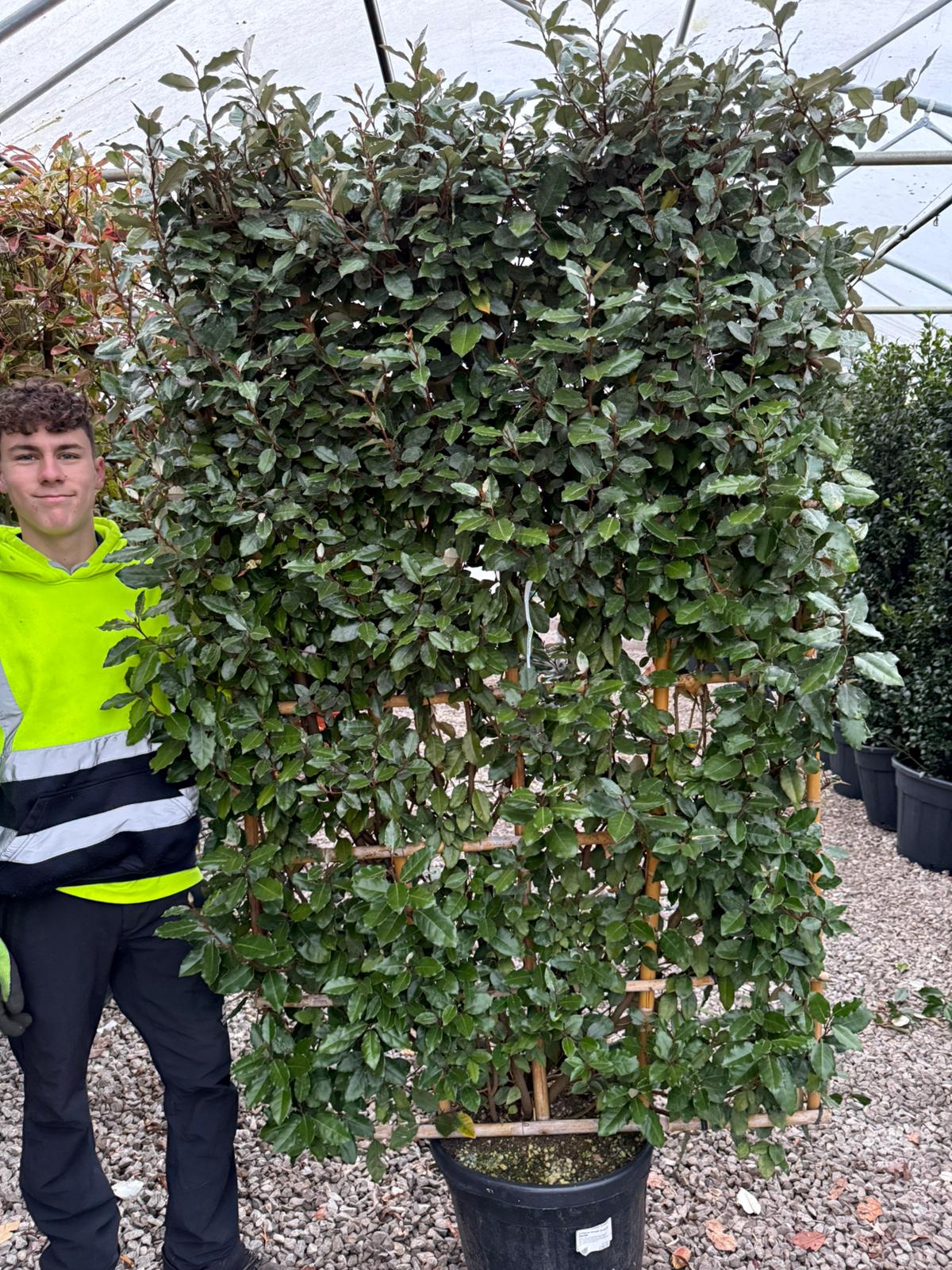 Elaeagnus Ebbingei Pleached Wall Frame 180cm Tall x 110cm Wide ...