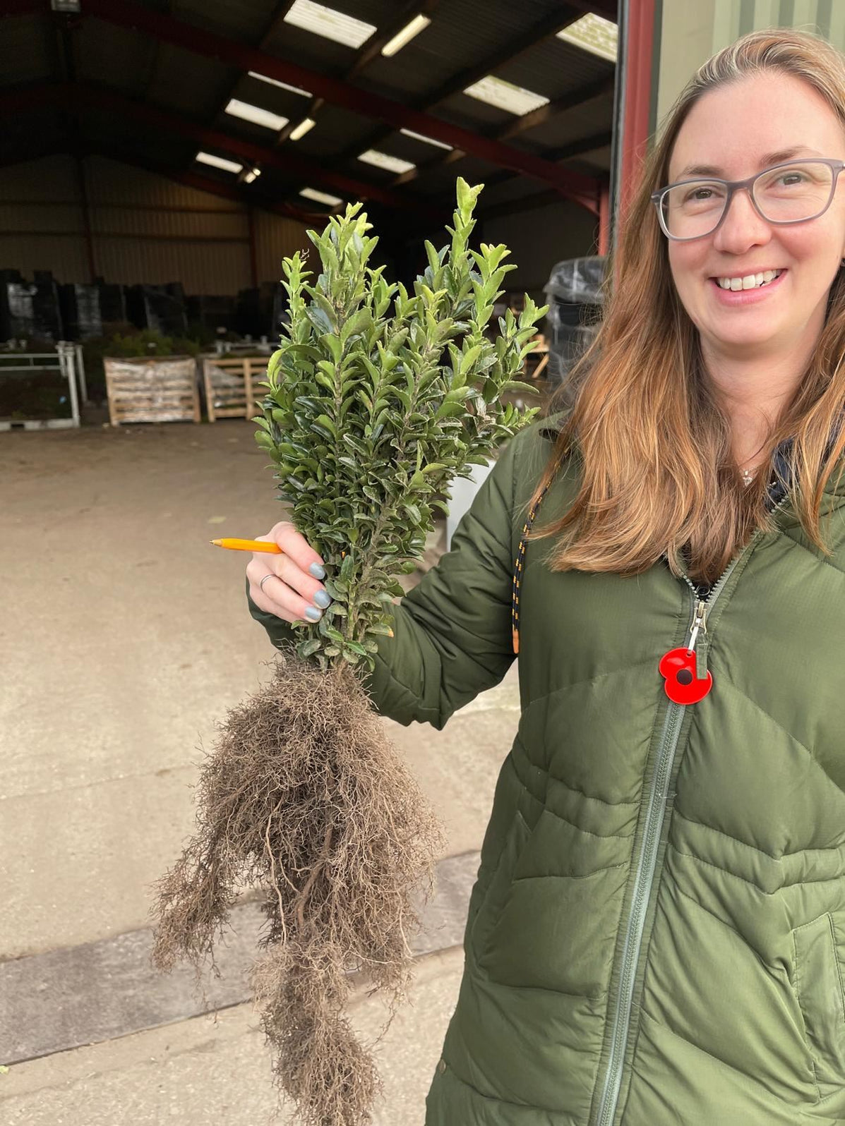 Big Deal Euonymus Jap. Green Spire 30/40cm Bare Root x 200 November De ...