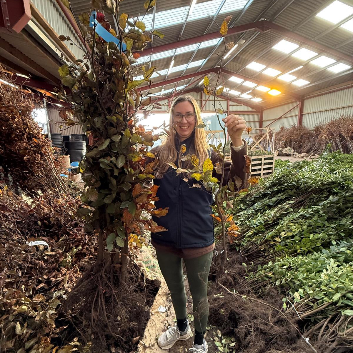 Big Deal Beech Hedging Copper 80-100cm Bare Root x 100 Delivery Jan/Fe ...