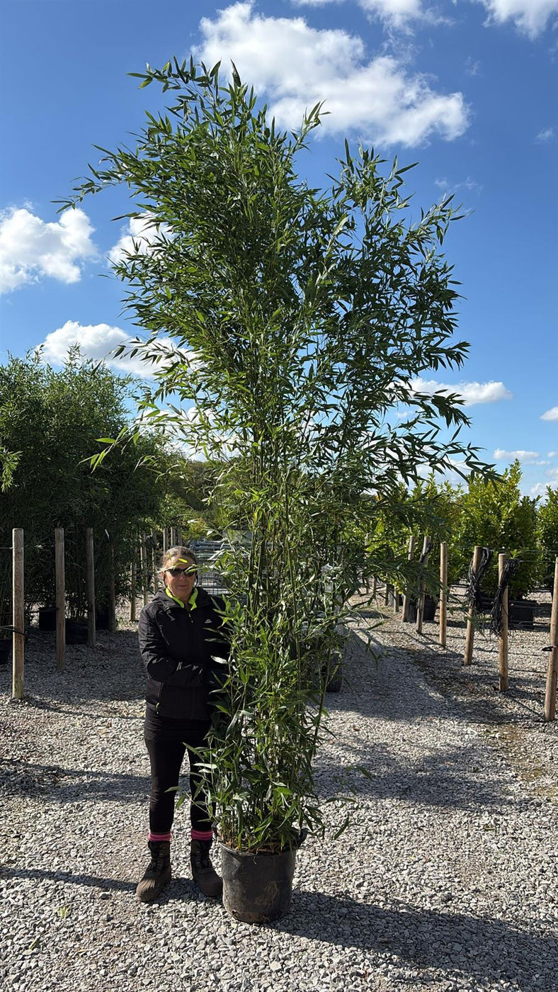 Bamboo Phyllostachys Bissetii 70 Litre Pot 300cm+ — Grasslands Nursery