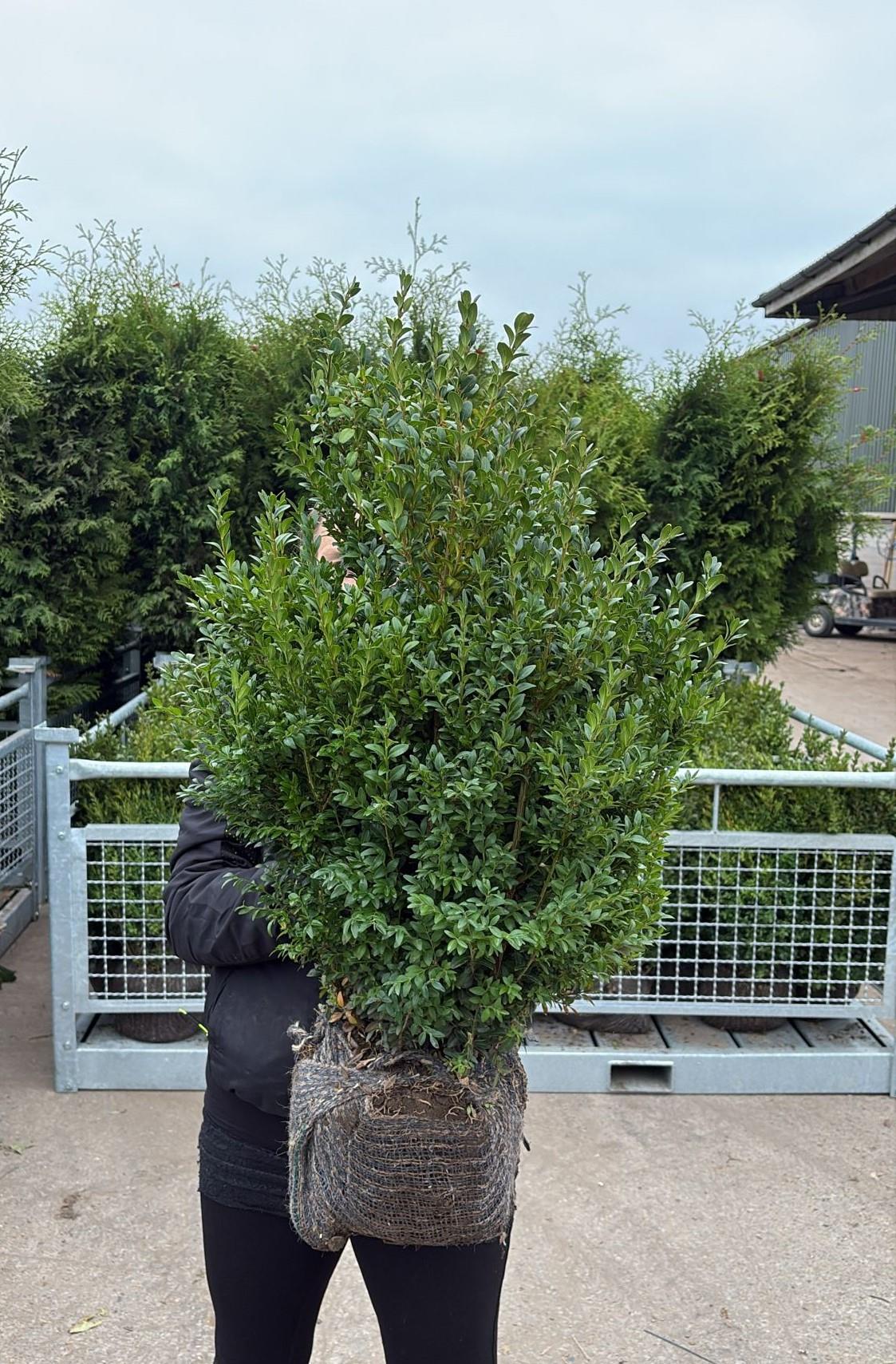 Box hedging 60/80cm Root Ball — Grasslands Nursery