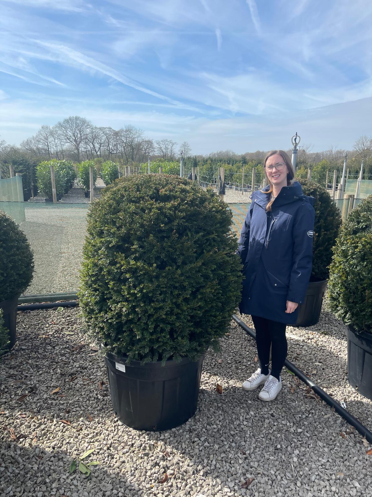 Yew - Taxus Baccata - Beehive Dome 110/190cm 150 Litre Pot — Grasslands ...