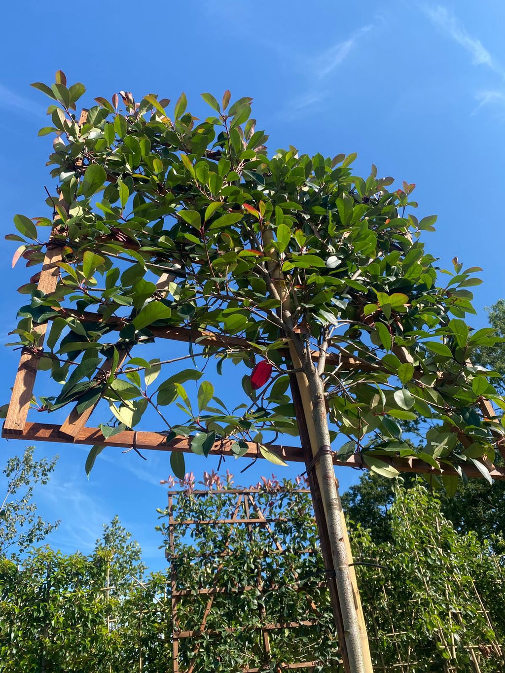 Pleached Photinia Trees (Red Robin) | Established Full Frames ...