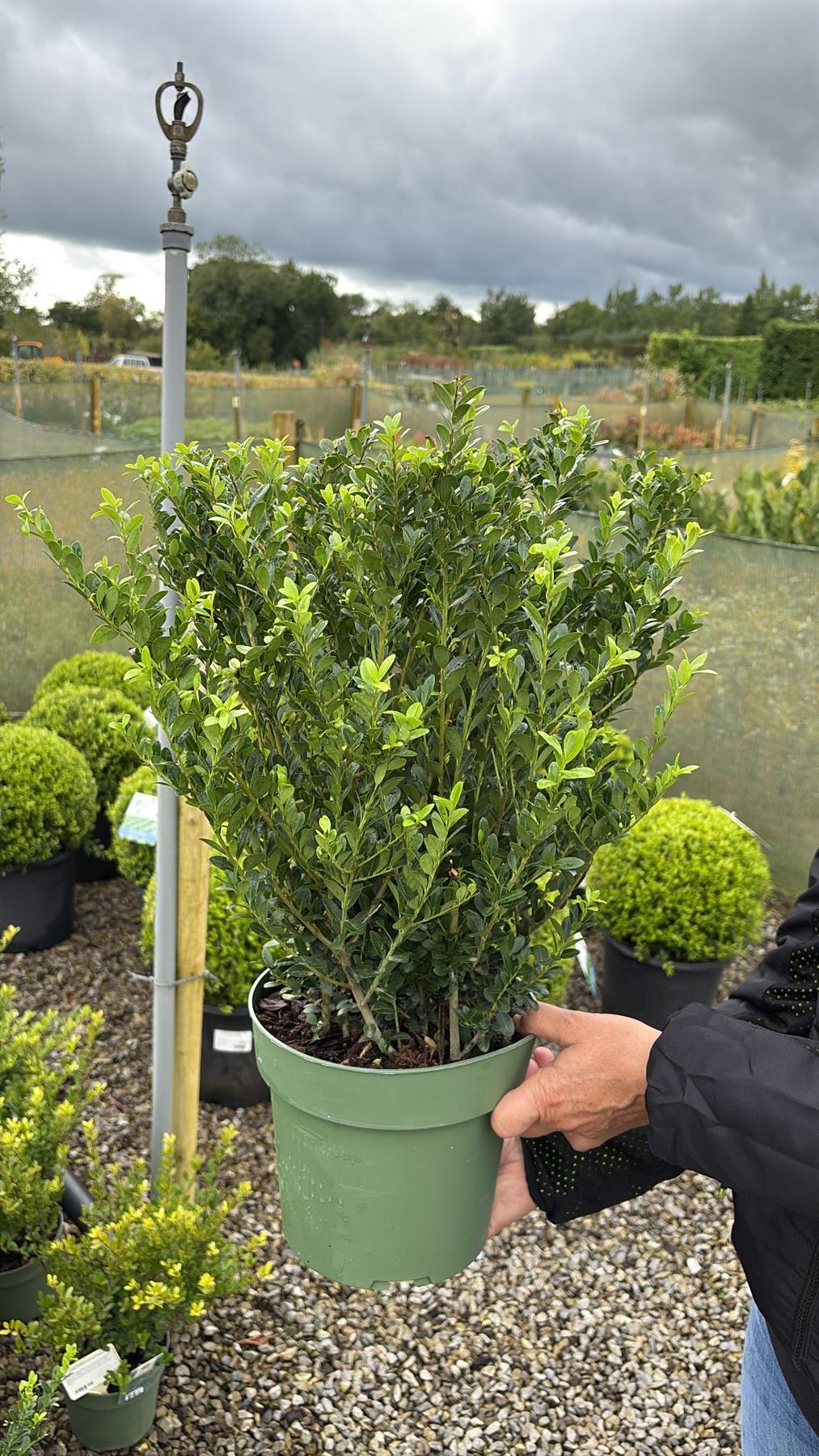 Ilex Crenata Hedging Jenny 4 Litre Pot — Grasslands Nursery