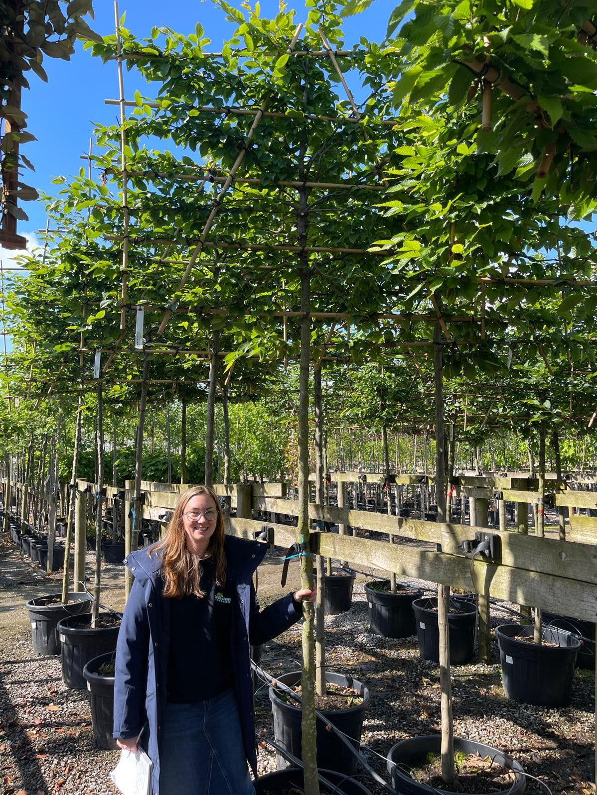 Pleached Trees — Grasslands Nursery