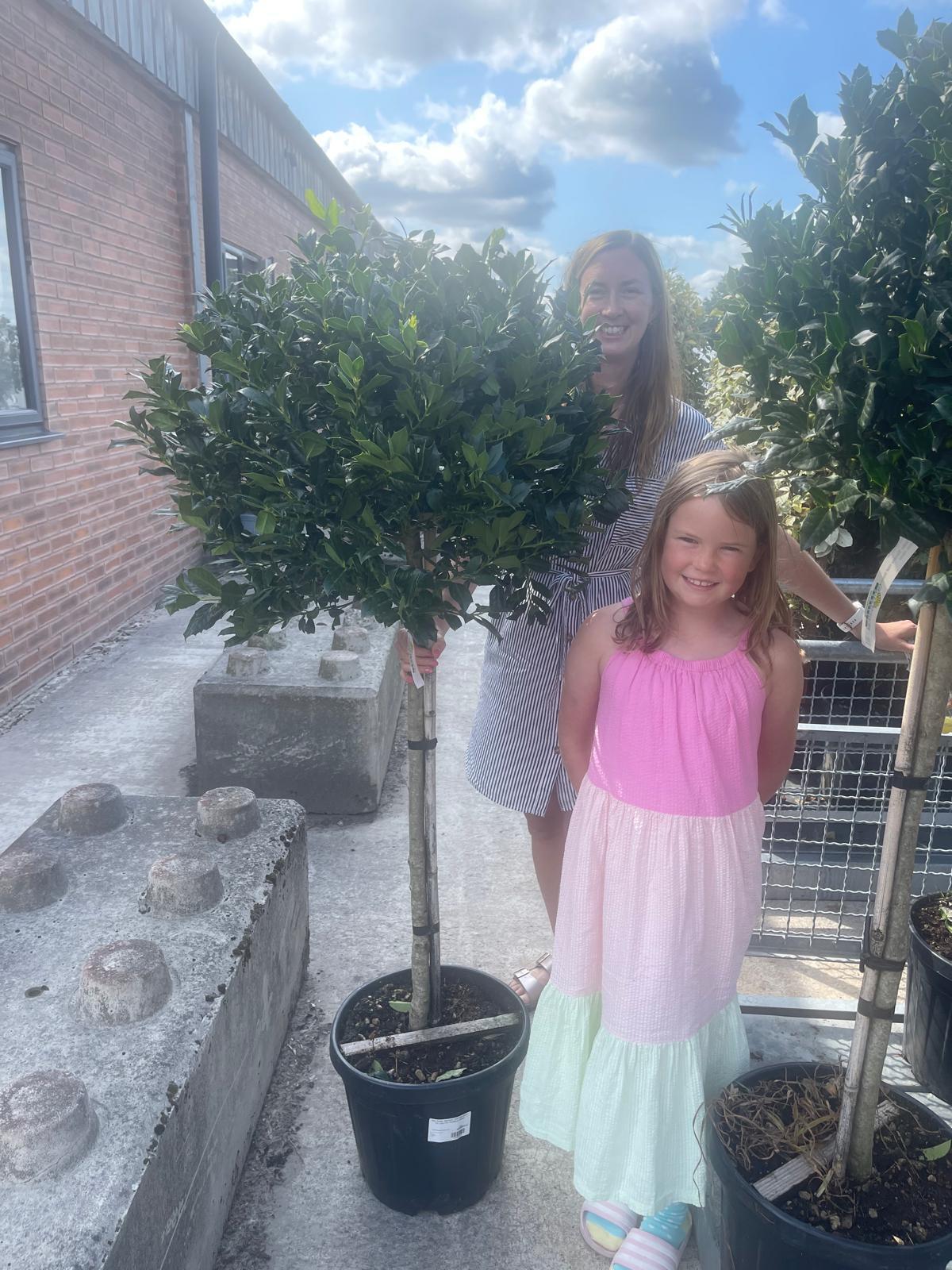 Ilex Nellie Stevens Half Standard 20 Litre Pot 50/60cm Head ...