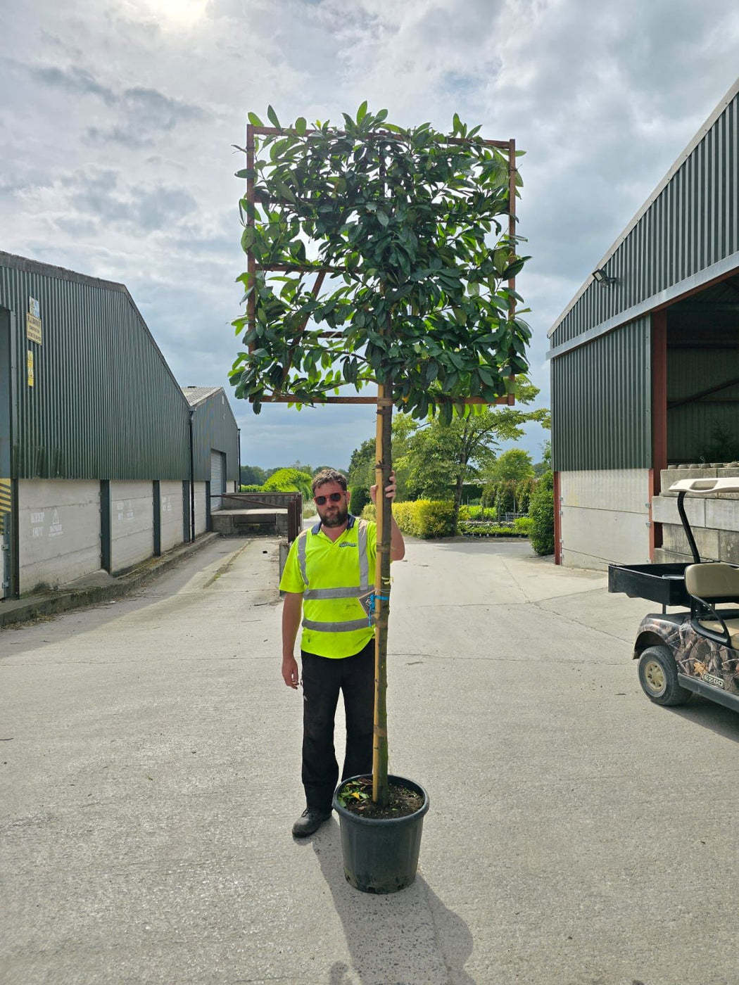 Prunus laurel Novita Pleached 180cm Stem 120x120cm Frame — Grasslands ...